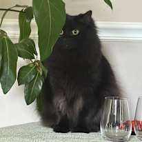 Tulip Grove, Bowie, Prince George's County, MD T... – Roomies.com