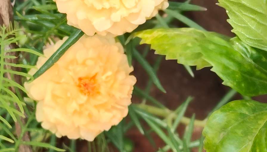 Room share to rent | Kodambakkam Railway Flyover, N... – Roomies.co.in