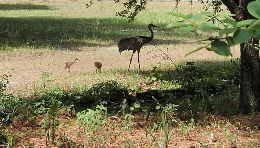 Unfurnished trailer | Pretty Lake Road, Clermont, Flo... – Roomies.com