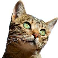 Couples housemates in Saket, Delhi – Roomies.co.in