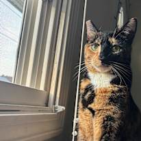 With cat housemates in Courtyard Gardens Professional... – Roomies.com